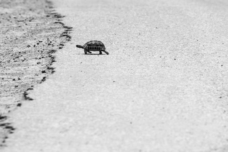 Grey Scale Shot of a Turtle Walking on the Warm Asphalt of a Road Stock ...