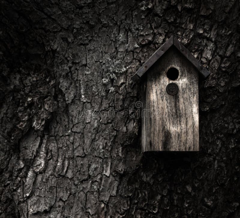 Grey Scale Shot of a Wooden Bird House on a Big Tree Trunk Stock Photo ...