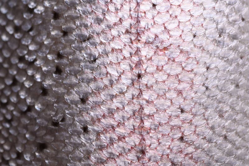 Grey Scales of Red Fish Macro Background Stock Image - Image of ...