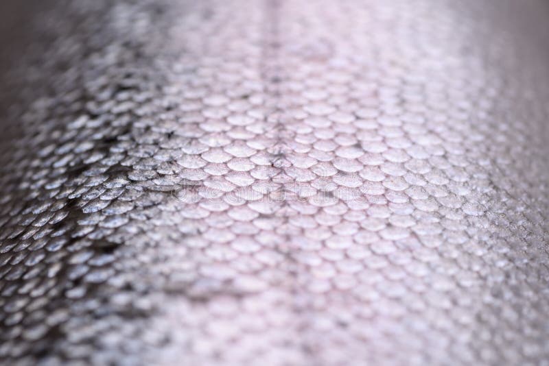 Grey Scales of Red Fish Macro Background Stock Image - Image of working ...