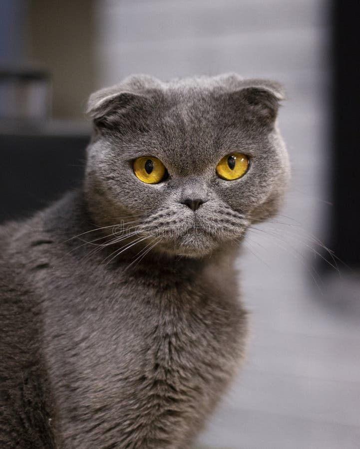 Portrait a Grey Scottish Cat Stock Photo - Image of yeys, white: 215895778