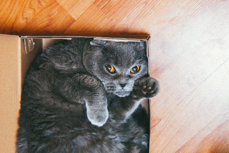 Grey Scottish Fold Cat Sitting in Blue Box. Cats are Usually Very ...