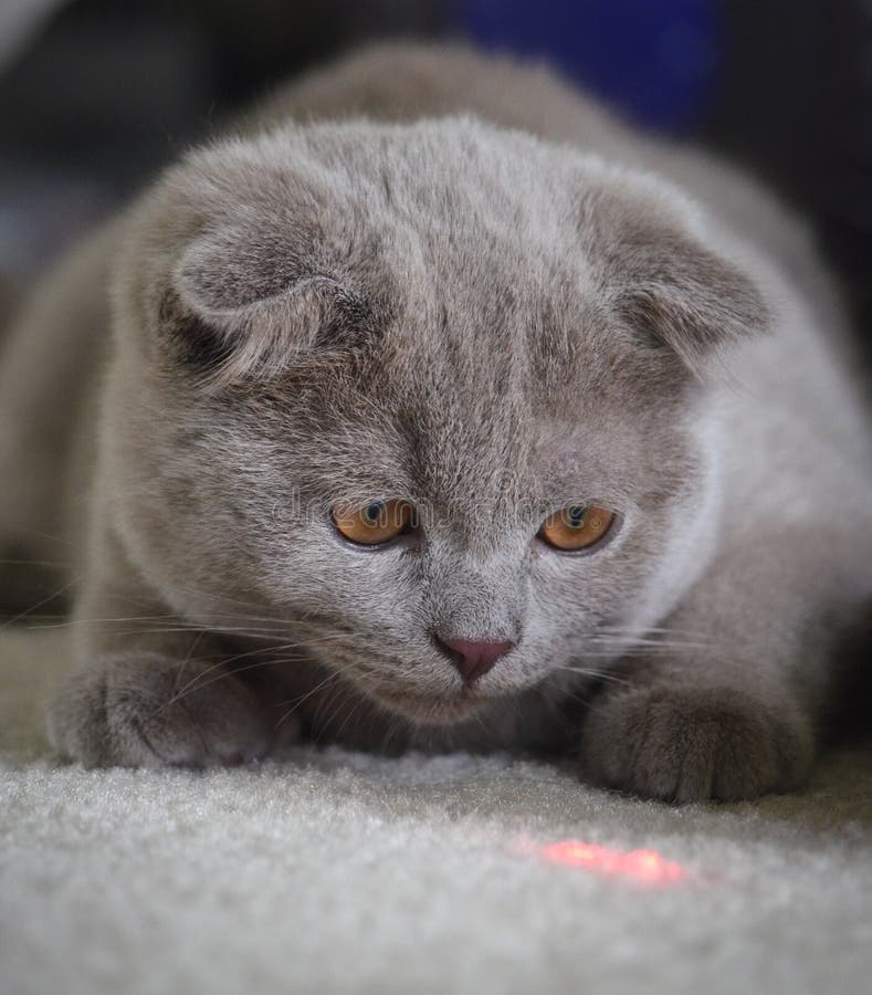 Grey Scottish Fold Kitten Chasing Laser Stock Image - Image of light ...