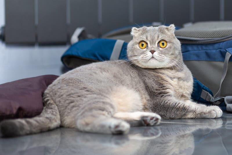A Grey Scottish Foldy Cat Lies beside a Backpack. Stock Photo - Image ...