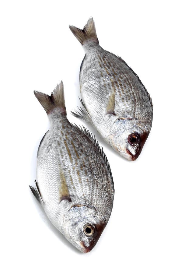 Grey Sea Bream, Pondyliosoma Cantharus, Fresh Fish Against White ...