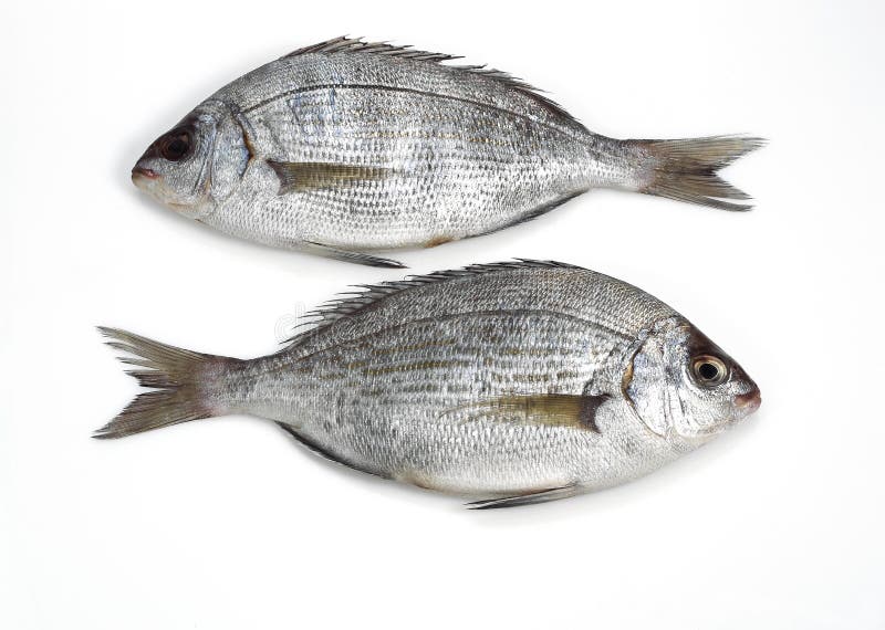 Grey Sea Bream, Pondyliosoma Cantharus, Fresh Fish Against White ...