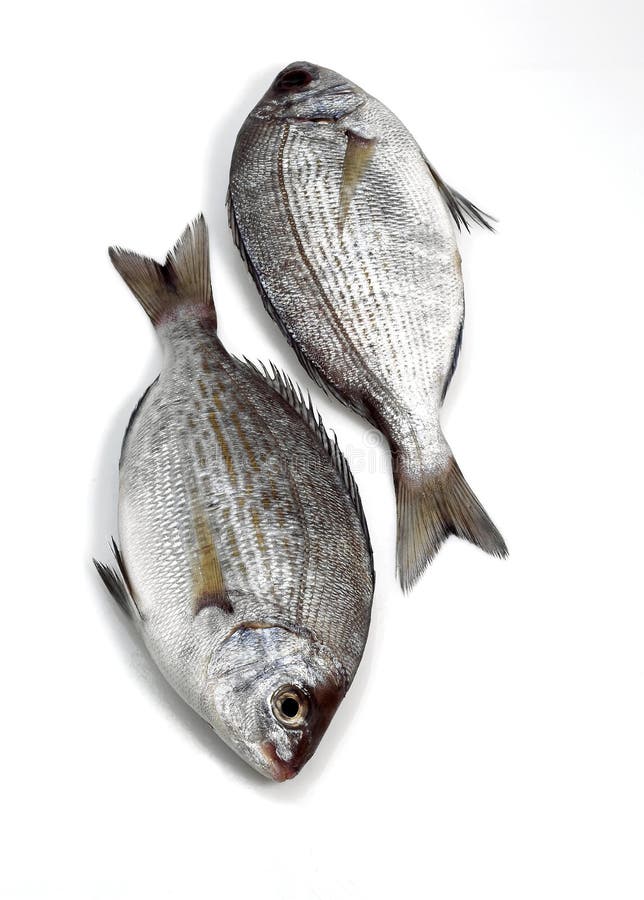 Grey Sea Bream, Spondyliosoma Cantharus, Fresh Fish Against White ...