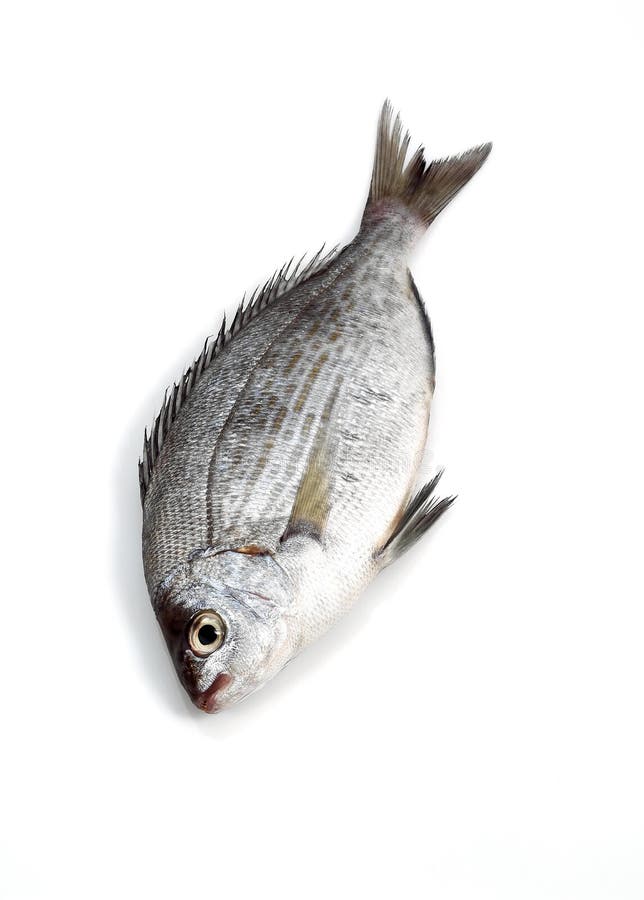 Grey Sea Bream, Pondyliosoma Cantharus, Fresh Fish Against White ...