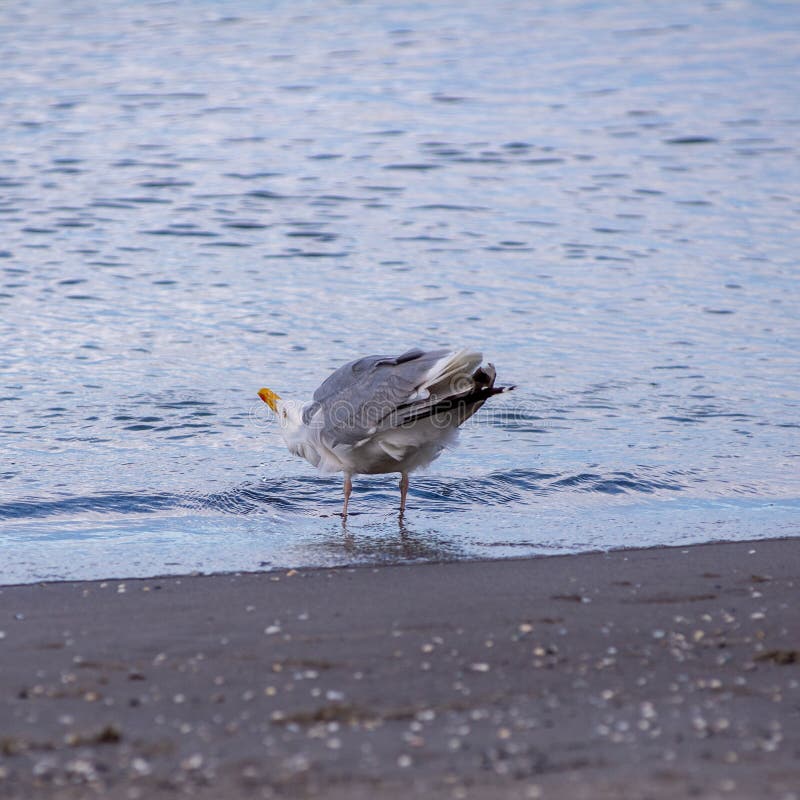 Dringking Seawater Stock Photos - Free & Royalty-Free Stock Photos from ...