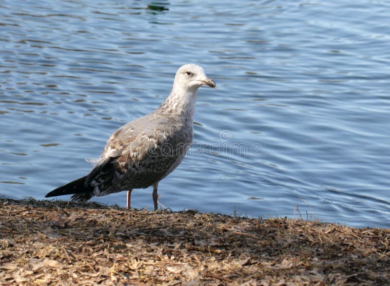 Grey seagull stock image. Image of evening, bird, swim - 25739787