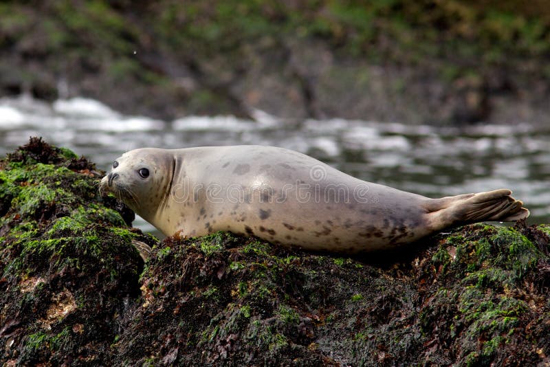 Baltic ringed seal stock image. Image of adult, water - 25880403
