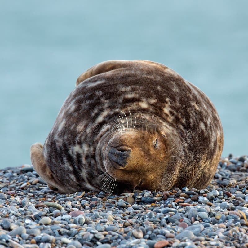 Grey seal stock photo. Image of mouth, halichoerus, fluffy - 28592676