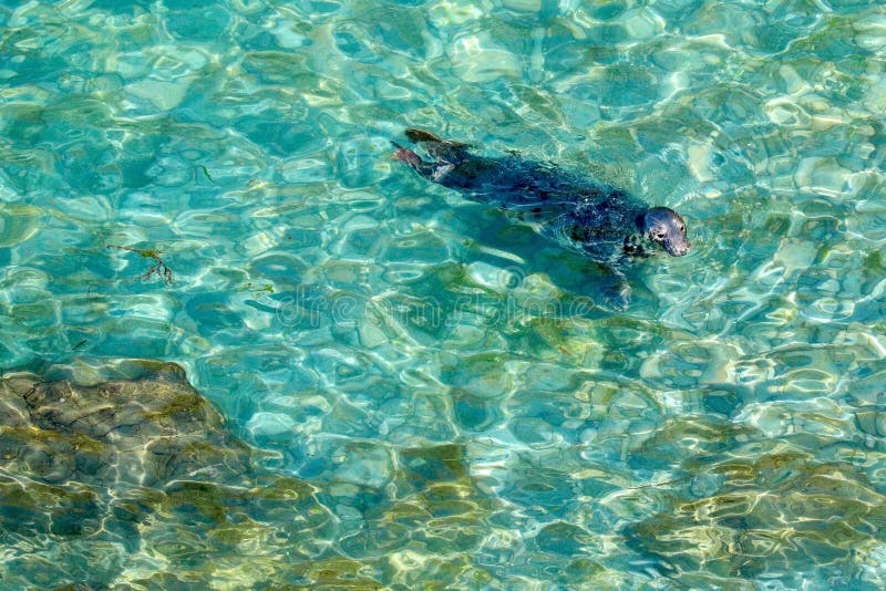 Grey Seal Basking in Shallow Water on a Sunny Day Stock Photo - Image ...