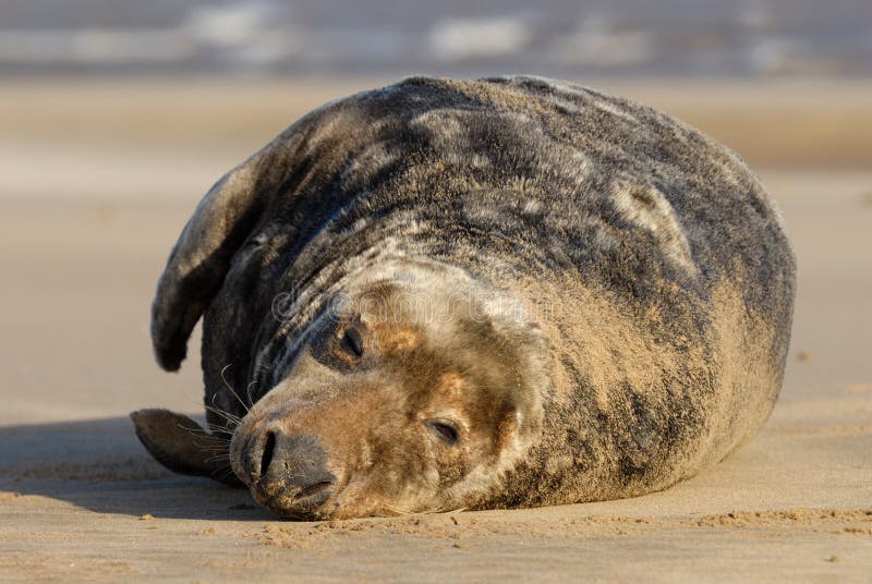 Grey seal bull at rest stock photo. Image of marine, doze - 11922030