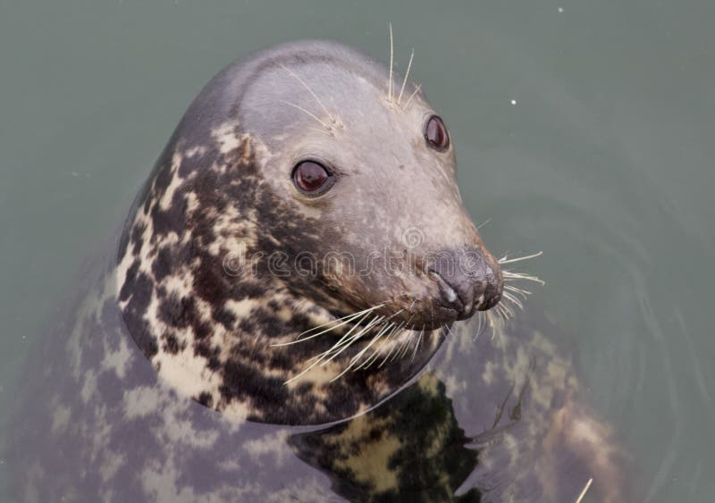 Grey Seal Eyemouth Harbour Scotland Stock Image - Image of grey ...