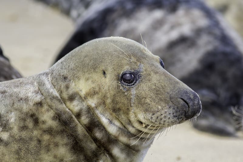 Grey Seal Face Showing Ear Hole Stock Image - Image of face, norfolk ...