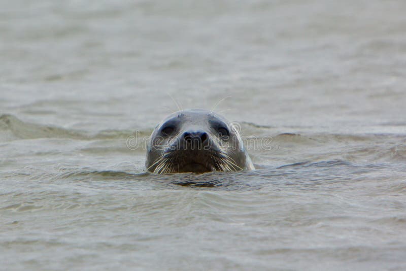 Grey Seal with Head Above Water Stock Image - Image of keeping, head ...