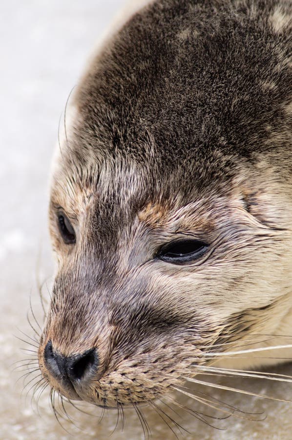 Grey Seal stock photo. Image of seal, wildlife, marine - 73132334