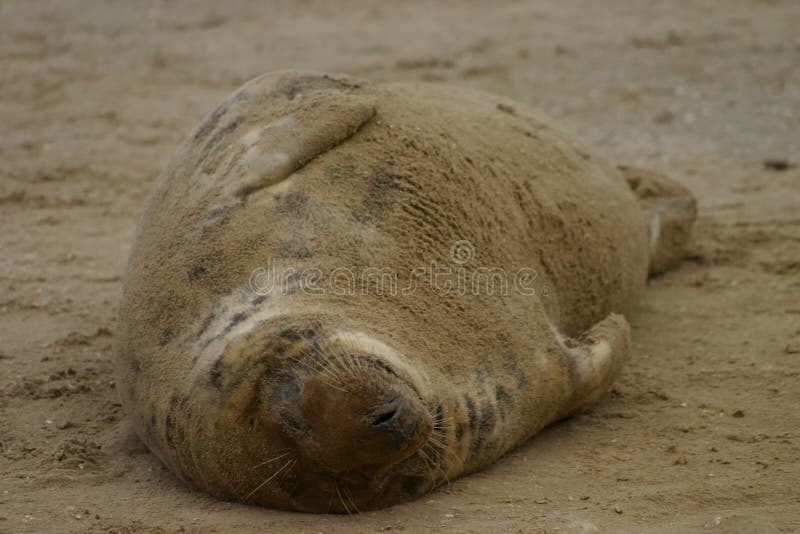 Grey Seal Lying on Back at Donna Nook Nature Reserve in Lincolnshire ...