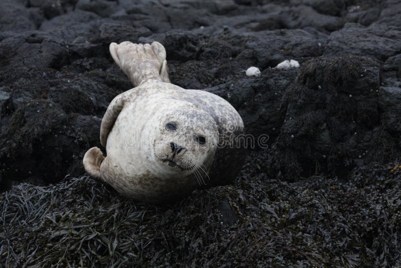 Grey Seal Lying on the Rocks Stock Photo - Image of looking, sealife ...