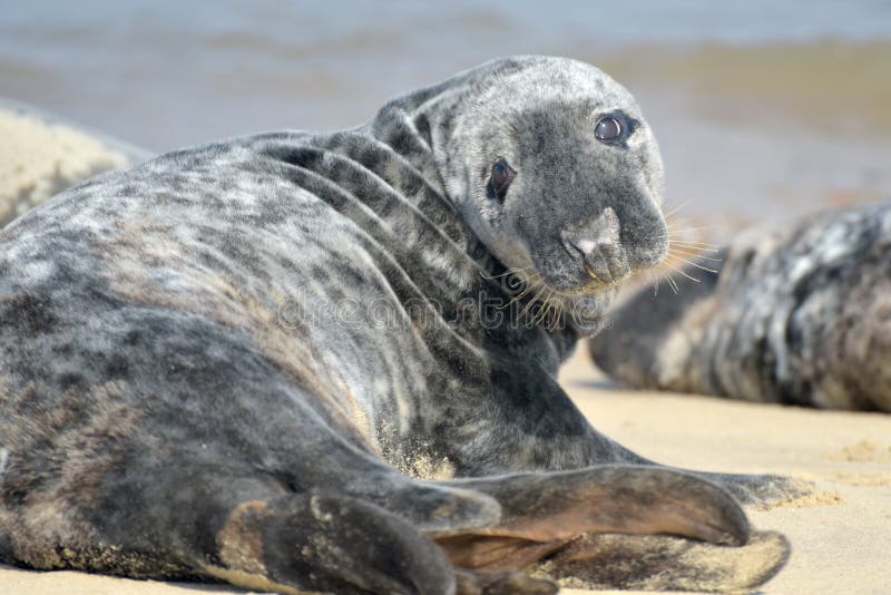 Grey Seal on Horsey Beach, Norfolk Stock Photo - Image of norfolk, claw ...