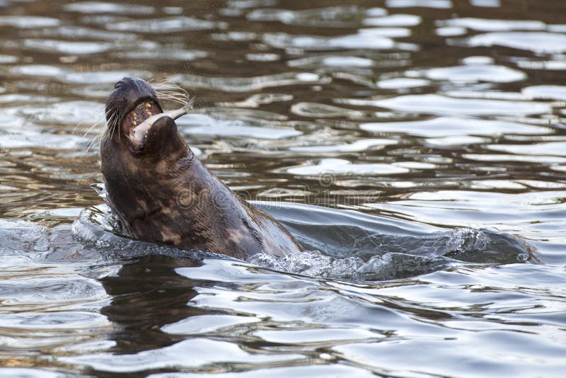 Harbor seal eating stock image. Image of enclosure, brown - 85058313