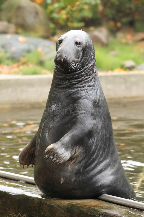 Grey seal stock photo. Image of adult, grypus, nature - 28422778