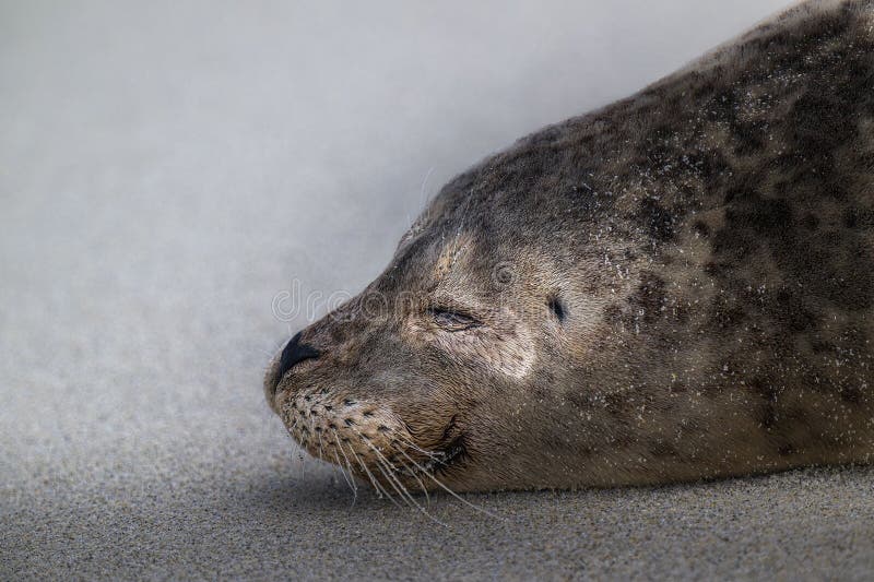 Grey Seal is Taking a Peaceful Rest on a Solid Surface, Its Eyes Closed ...