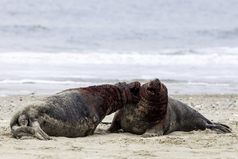 Grey seals fighting stock image. Image of seal, selas - 36436689