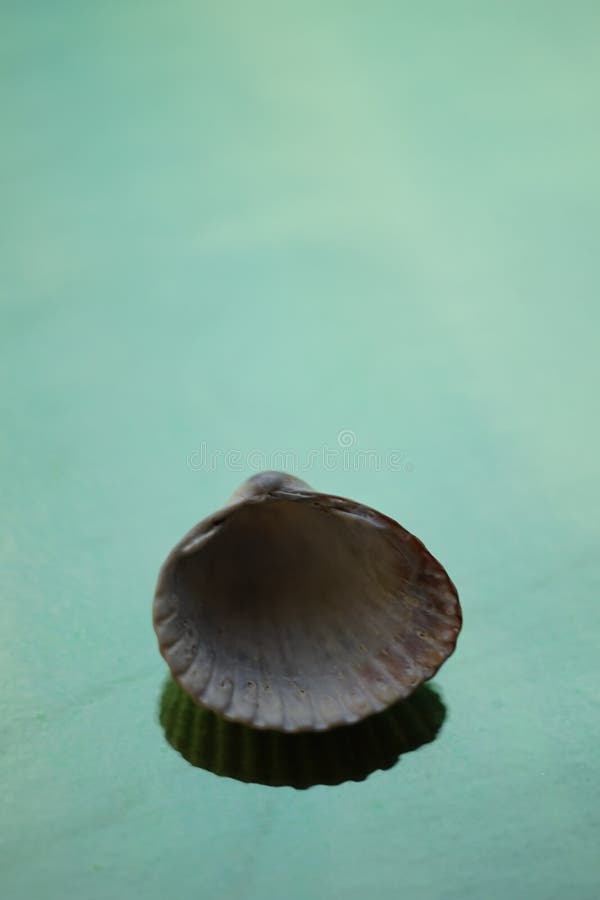 Grey Seashell on a Pale Green Table. Art Card Stock Image - Image of ...