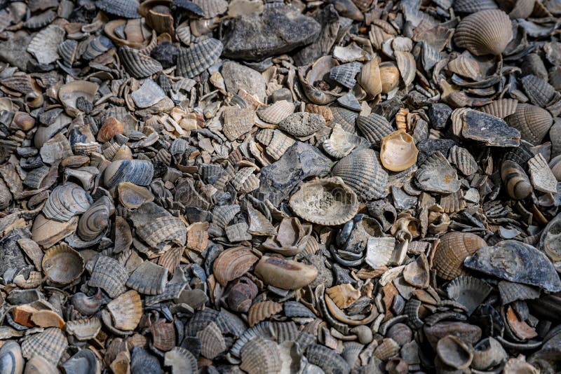 Grey Seashell Pattern in City Pavement Stock Photo - Image of city ...