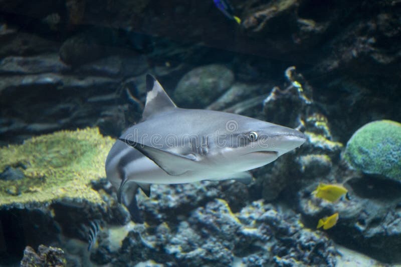 Grey Shark Che Nuota Nel Mare O Nell'oceano Fotografia Stock - Immagine ...
