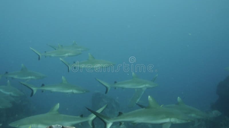 Grey sharks underwater stock footage. Video of background - 268617052