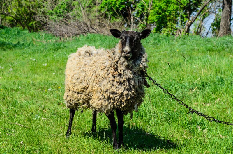 Grey sheep on a meadow stock image. Image of grass, fresh - 236552697