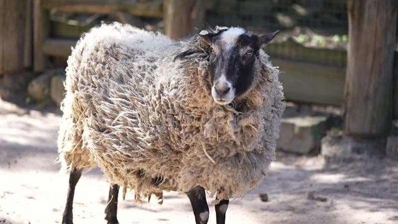 Grey sheep at the zoo stock footage. Video of eating - 328006578