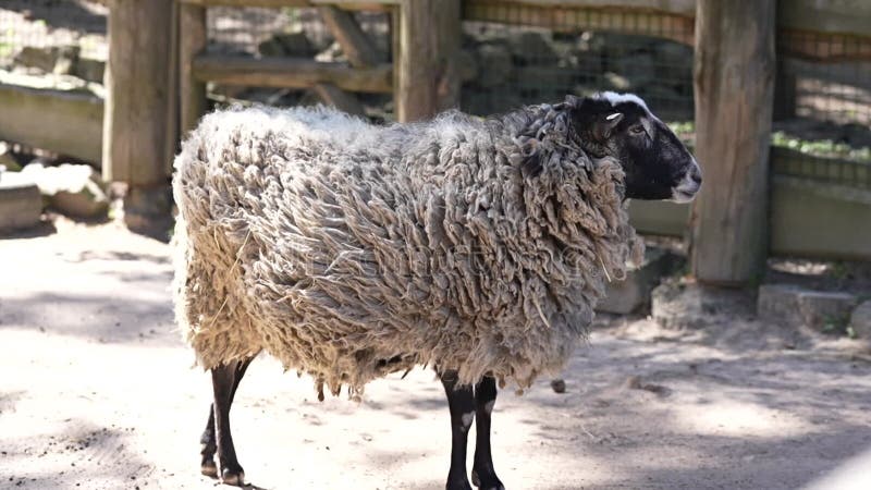 Grey sheep at the zoo stock video. Video of barnyard - 328006609