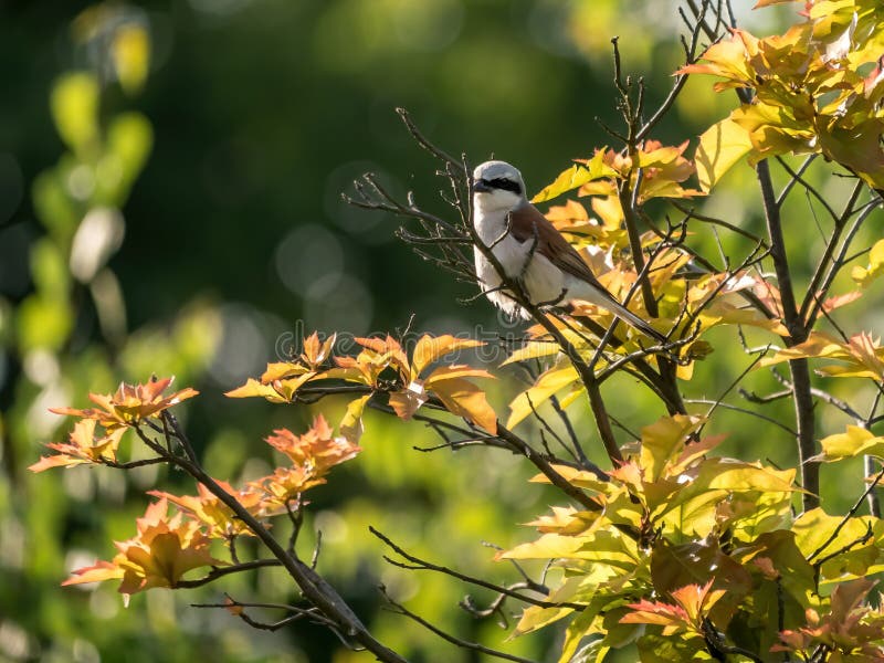 Grey shrike perching stock image. Image of animal, grey - 169536331