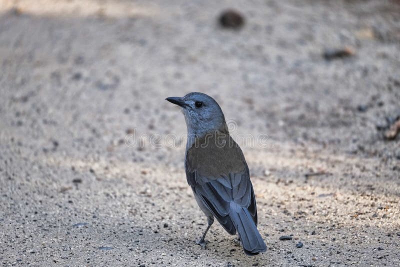 Grey Shrike-thrush on the Ground Alert for Predators Stock Photo ...