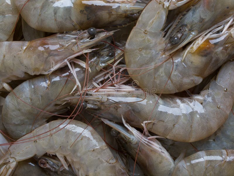 Grey shrimps stock photo. Image of food, crustaceans - 23058942