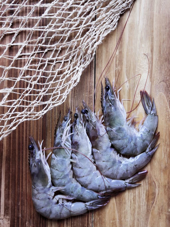 Grey shrimps stock photo. Image of food, crustaceans - 23058942