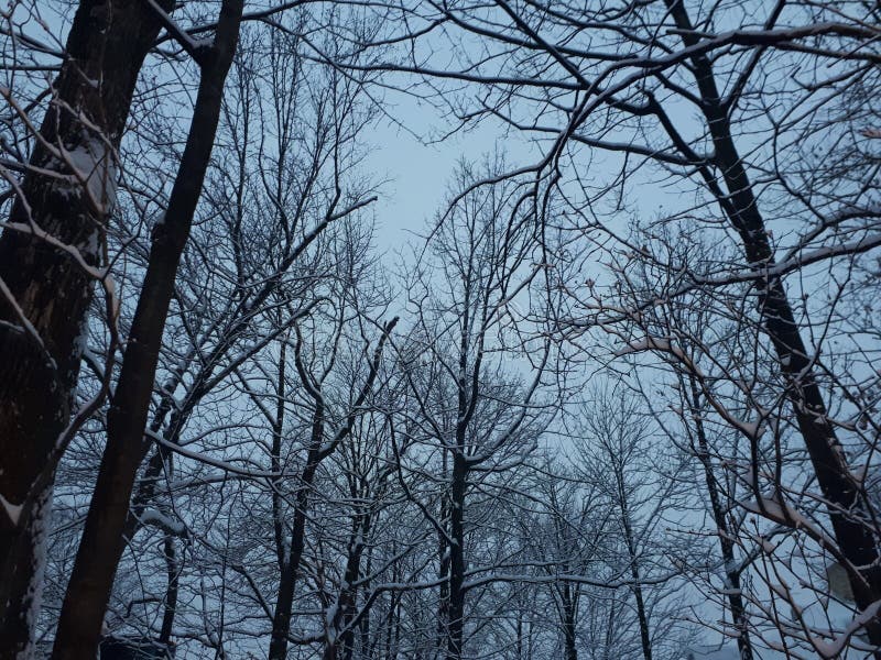 Grey sky stock image. Image of grey, trees, winter, quebec - 137776123