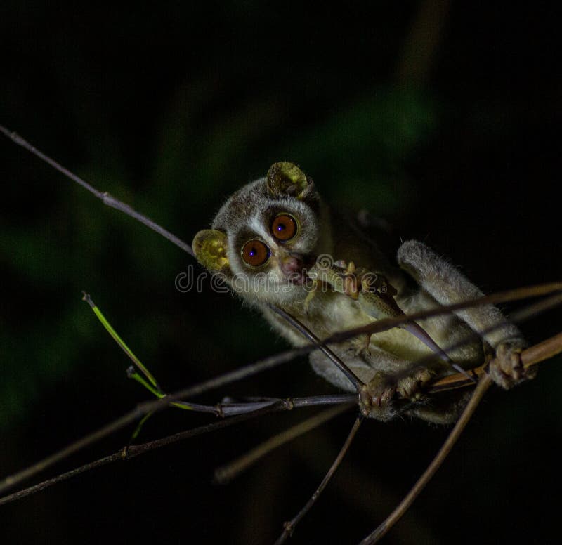 Grey Slender Loris Hunting and Eating a Gecko Stock Image - Image of ...