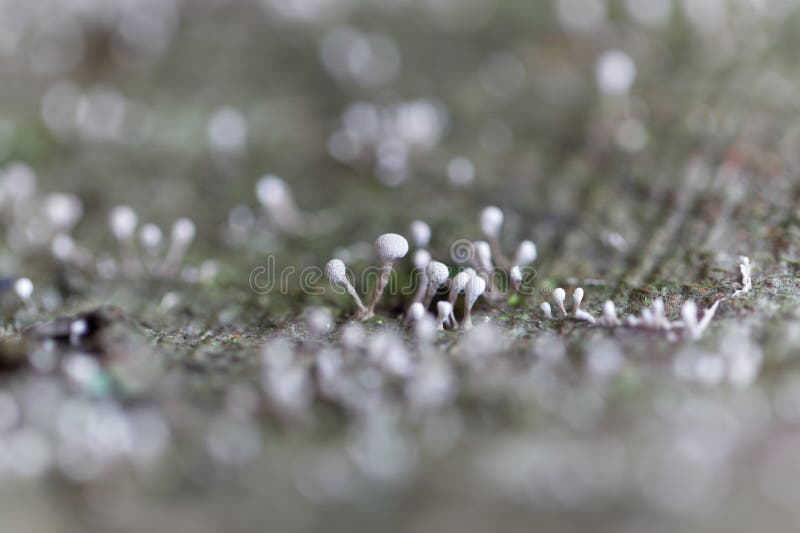 Grey slime mold stock image. Image of eumycetozoa, autumn - 81871939