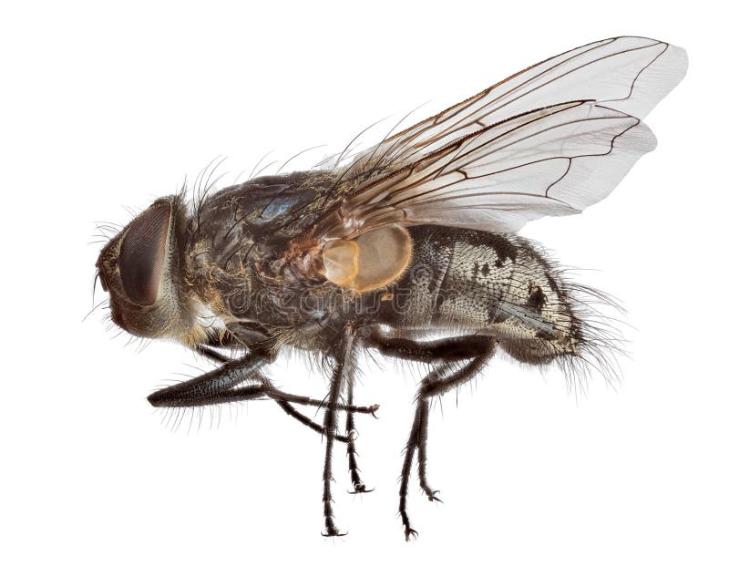 Grey Small Fly Isolated on White Stock Photo - Image of macro, small ...