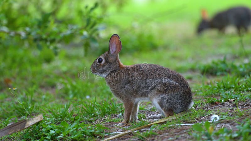 Grey Small Hare Eating Grass on Florida Backyard. Wild Rabbit in Nature ...