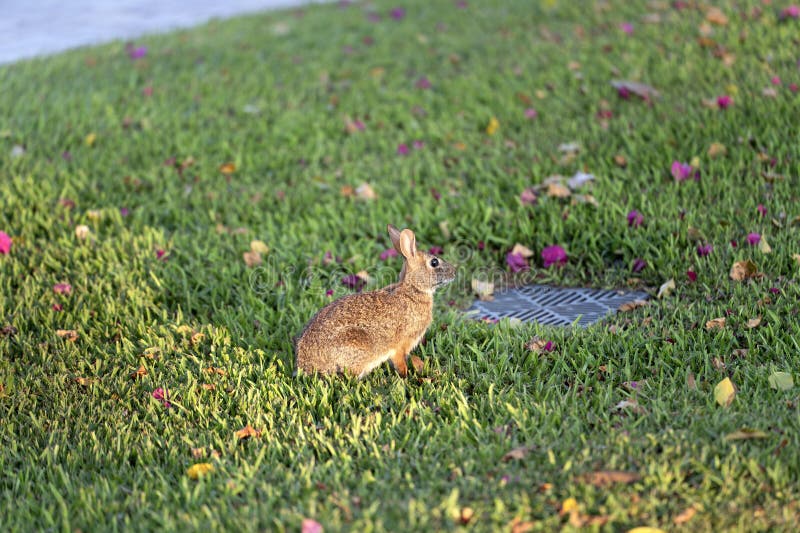 Grey Small Hare Eating Grass on Florida Backyard. Wild Rabbit in Nature ...