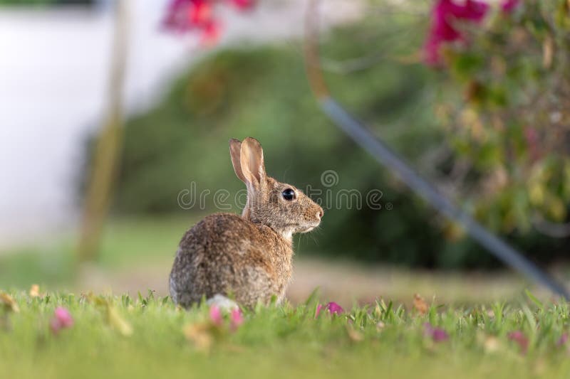 Grey Small Hare Eating Grass on Florida Backyard. Wild Rabbit in Nature ...