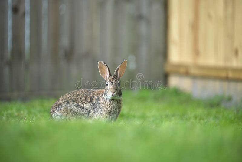 Grey Small Hare Eating Grass on Summer Field. Wild Rabbit in Nature ...