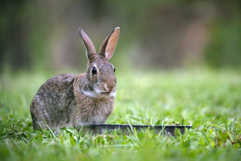 Grey Small Hare Eating Grass on Summer Field. Wild Rabbit in Nature ...