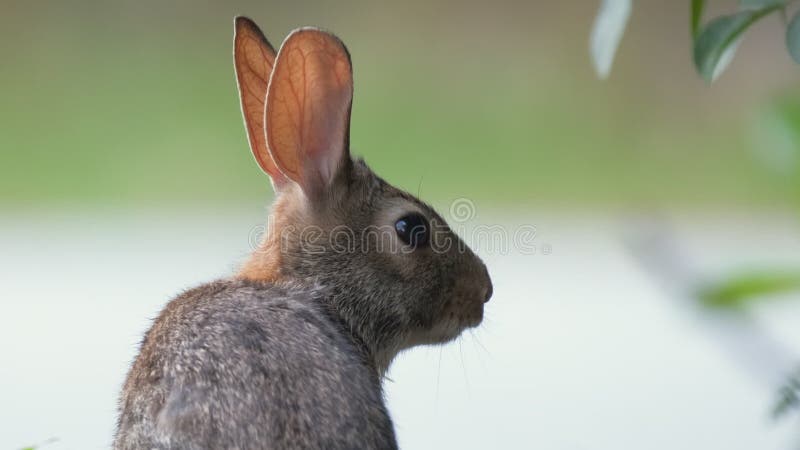 Grey Small Hare Eating Grass on Summer Field. Wild Rabbit in Nature ...